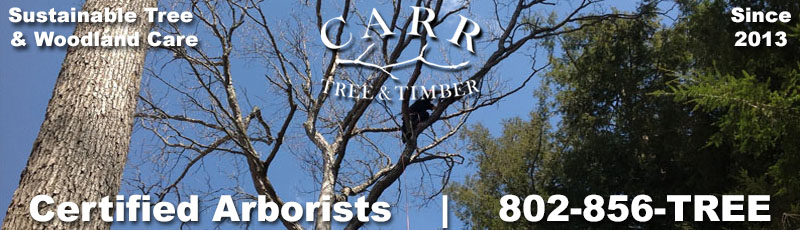 SERVICES | CARR TREE & TIMBER, LLC | (802) 856-TREE